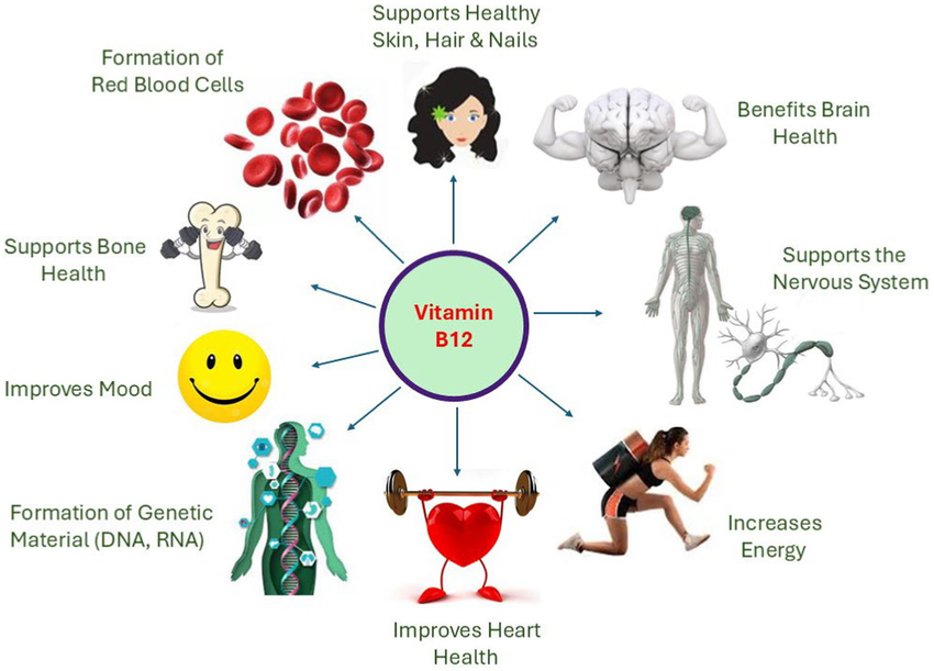 Vitamin B12: Benefits, Deficiency Symptoms, Foods, Supplements & Normal ...